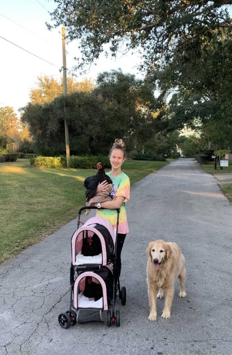Chicken on a Leash? - Backyard Poultry